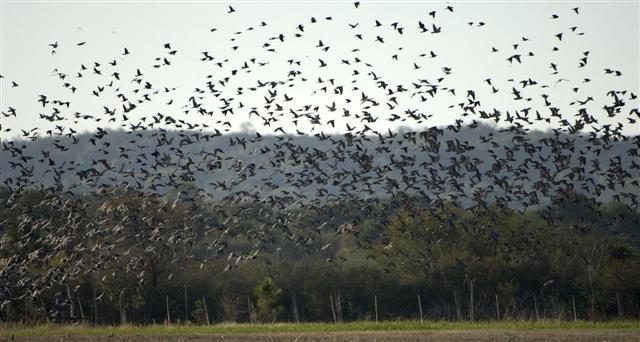 Best Dove Hunting in Argentina - Luxury Argentina Bird Hunting ...