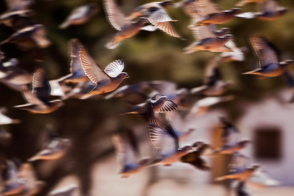 Best Dove Hunting in Argentina - Luxury Argentina Bird Hunting ...